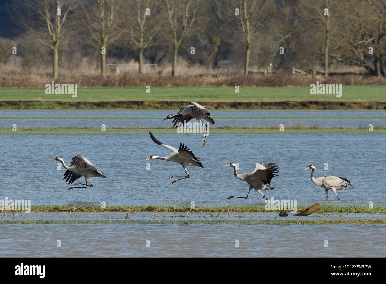 Common / Eurasian cranes (Grus grus) released by the Great Crane ...