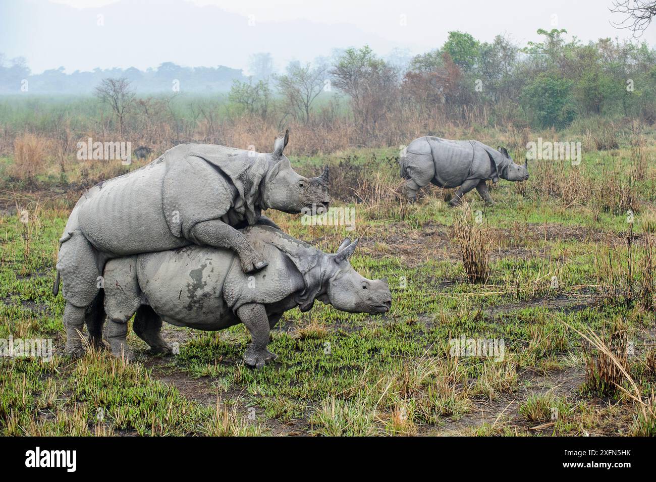 Male and female Great One-horned Rhinoceros (Rhinoceros unicornis ...