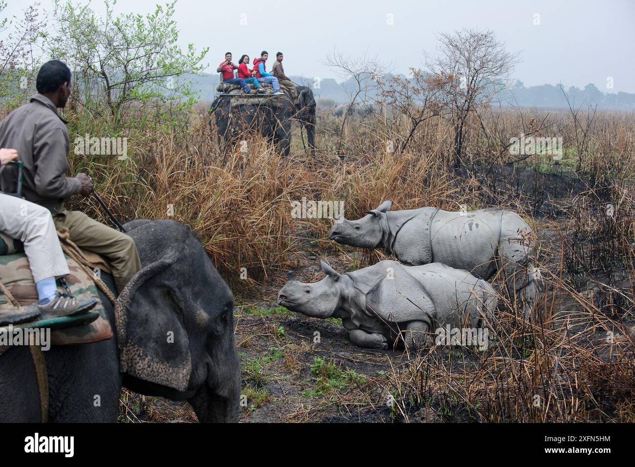 Tourists riding domestic Indian elephant (Elephas maximus) watching ...