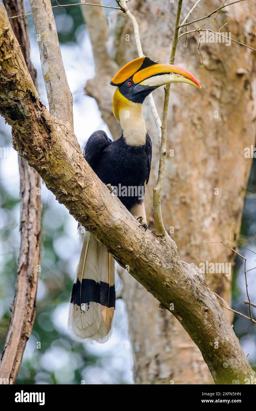 Great Indian Hornbill (Buceros bicornis) in forest canopy. Kaziranga ...