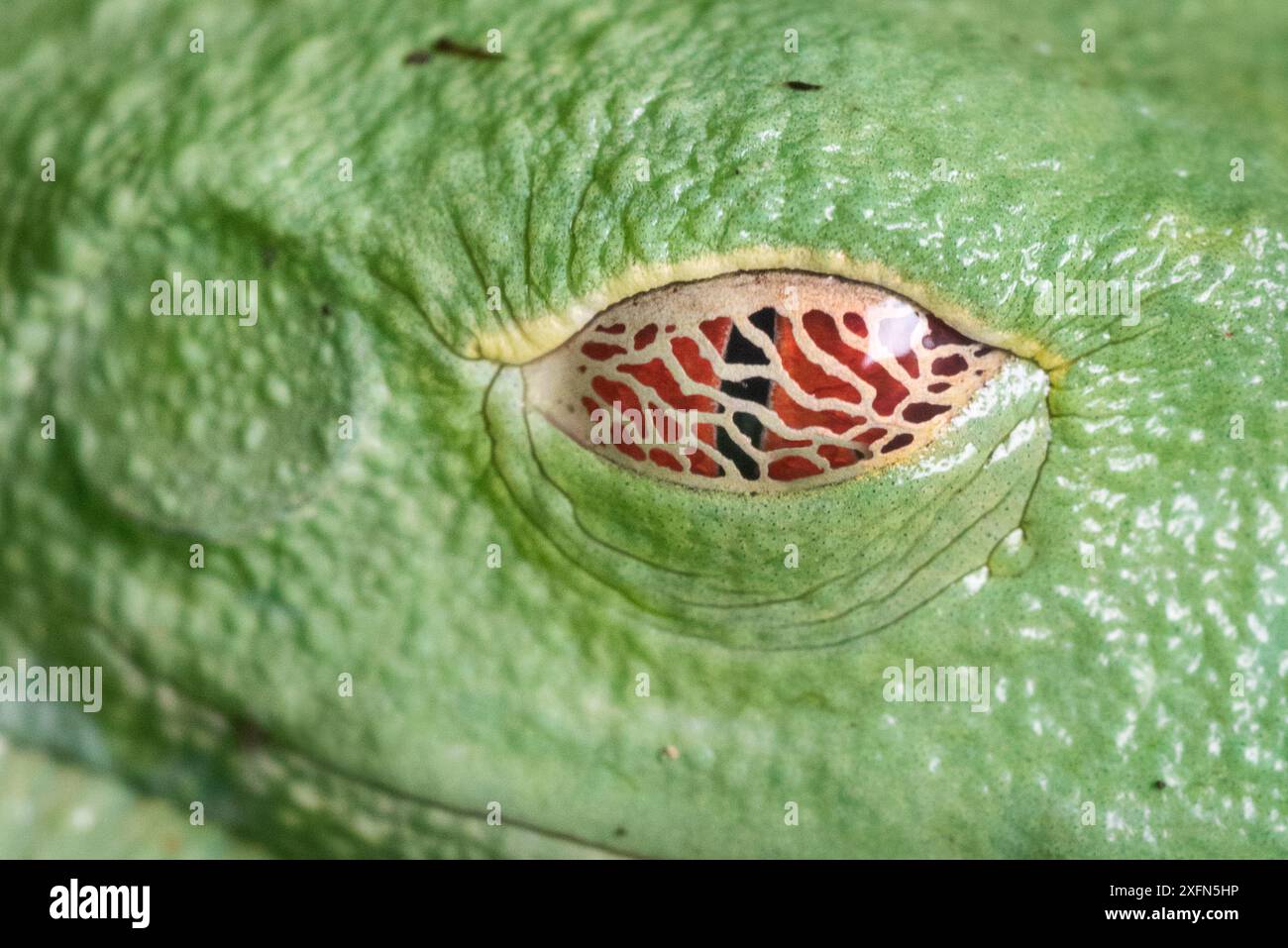 Close up of the closed eye of a female Red-eyed Tree Frog (Agalychnis ...
