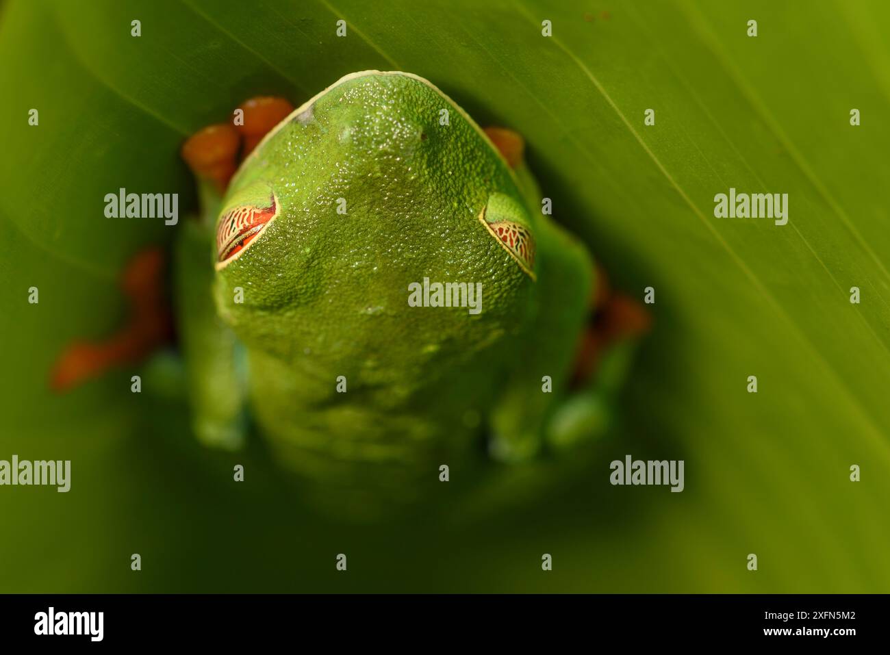 Female Red-eyed Tree Frog (Agalychnis callidryas) sleeping - Caribbean slope race (blue flanks ...