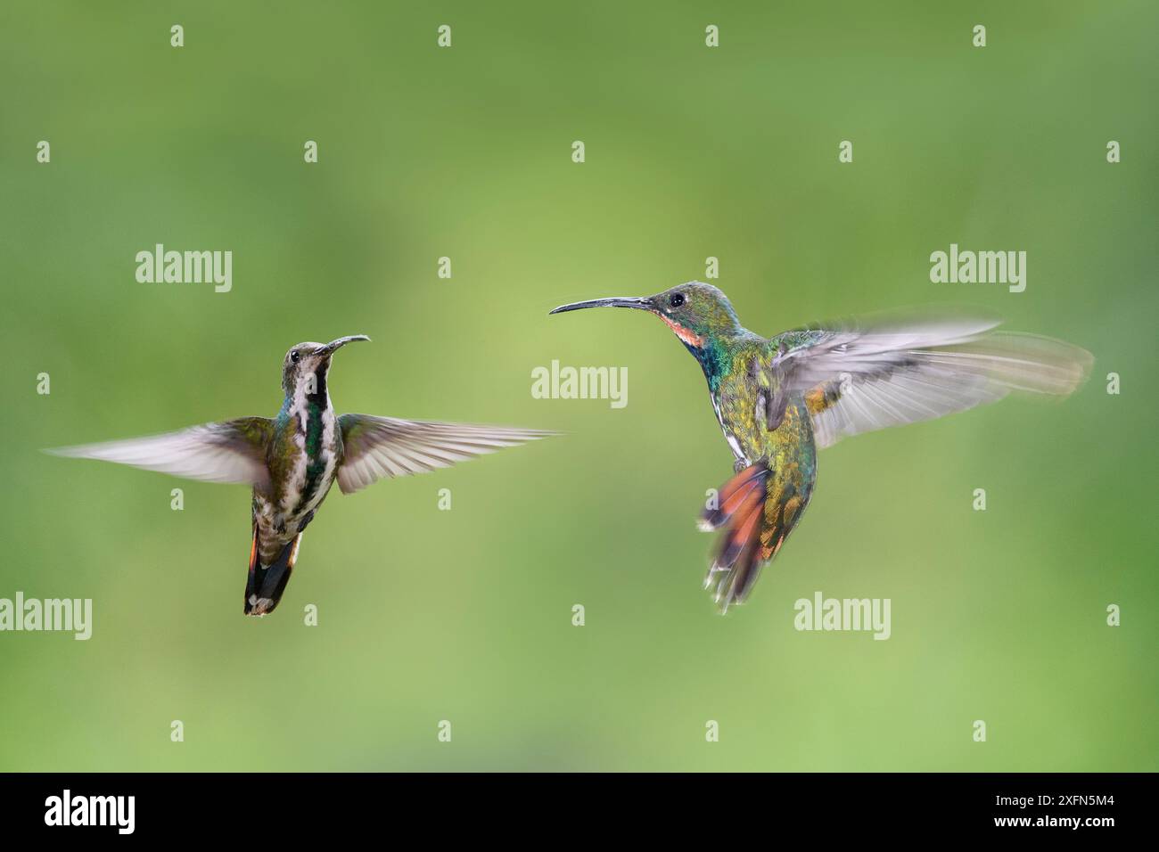 Female Green-breasted mango (hummingbird) (Anthracothorax prevostii ...