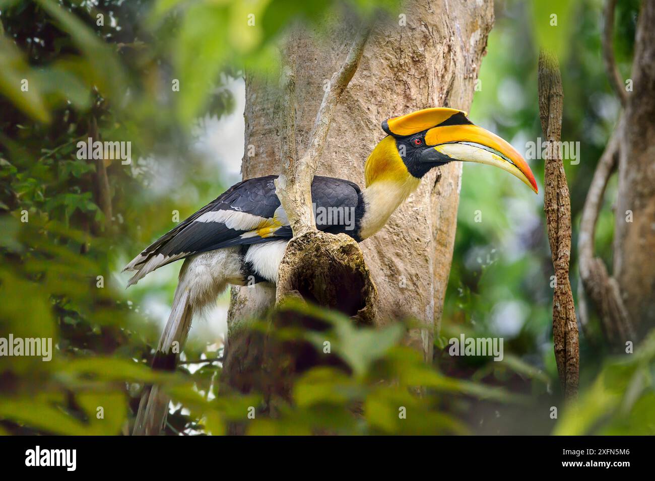 Great Indian Hornbill (Buceros bicornis) in forest canopy. Kaziranga ...