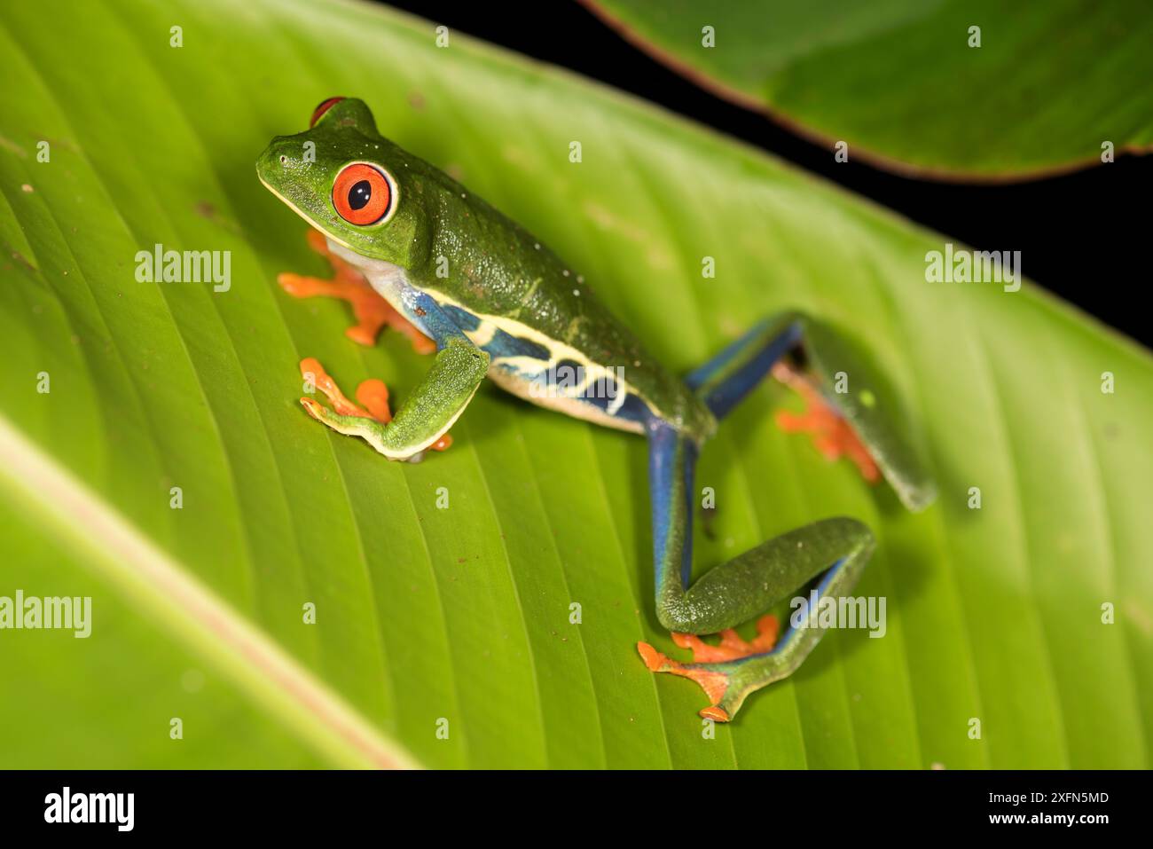 Female Red-eyed Tree Frog (Agalychnis callidryas) - Caribbean slope race (blue flanks). Mid ...