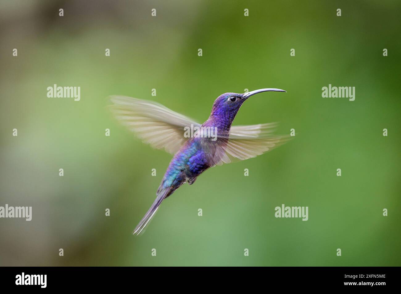 Hummingbird flying sequence hi-res stock photography and images - Alamy