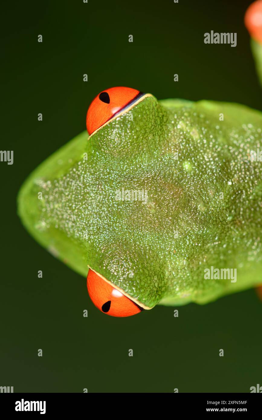 Close up of the eyes of a female Red-eyed Tree Frog (Agalychnis ...