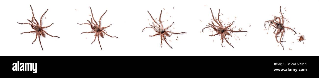Sequence of forest ants (unknown species) dismembering a dead tarantula ...