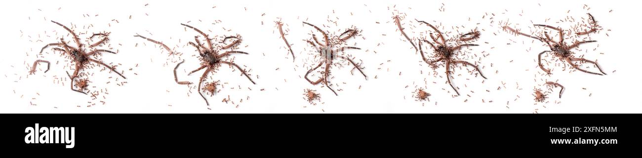 Sequence of forest ants (unknown species) dismembering a dead tarantula ...