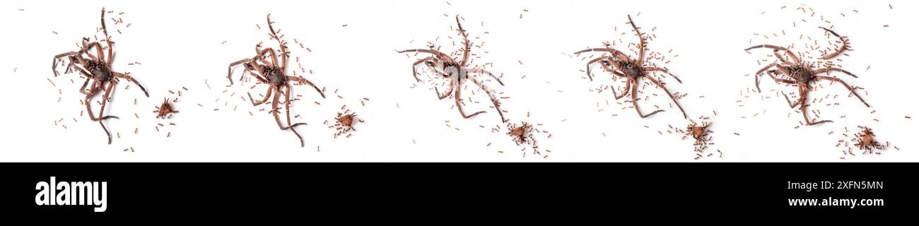 Sequence of forest ants (unknown species) dismembering a dead tarantula ...