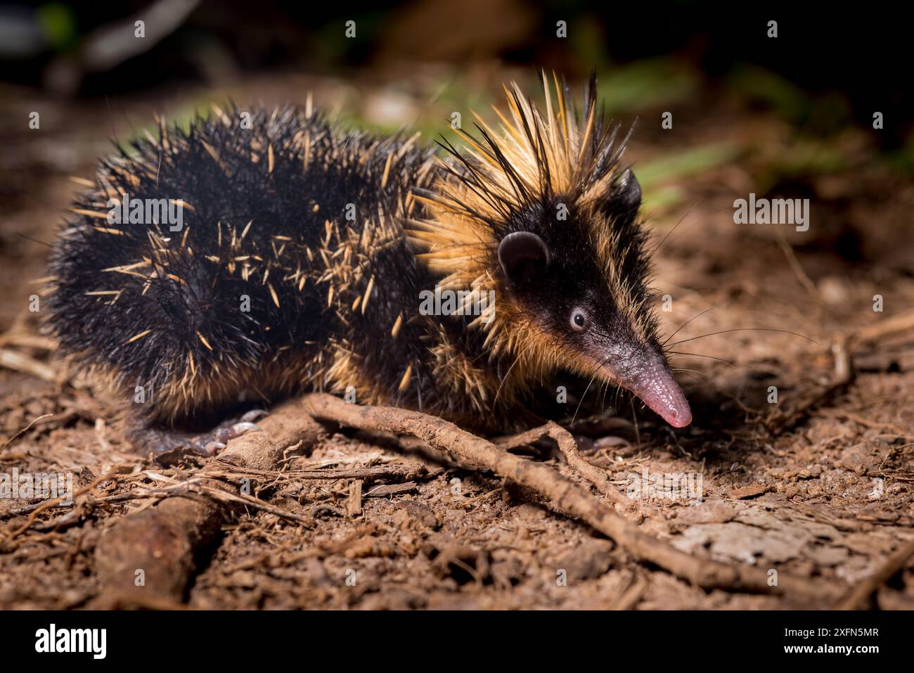 Lowland Streaked Tenrec (Hemicentetes semispinosus) active on forest ...