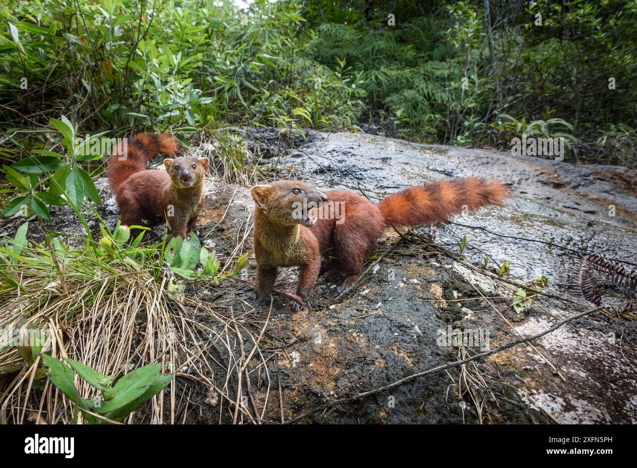 Galidia elegans elegans hi-res stock photography and images - Alamy
