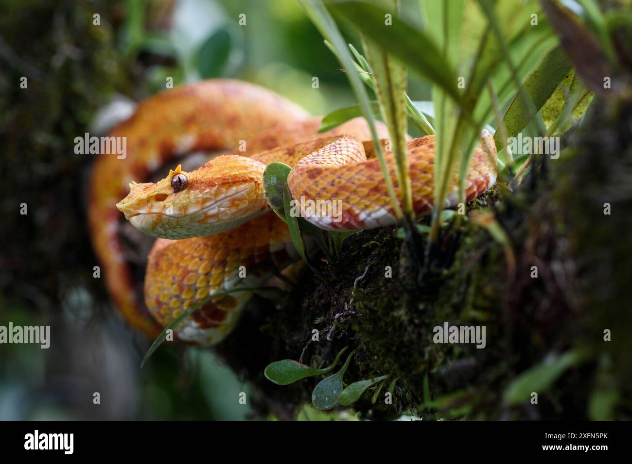 Adult Eyelash Pit Viper (Bothriechis schlegelii) Distinctive yellow ...
