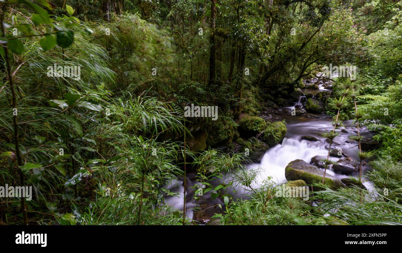 River and montane rainforest. Savegre Valley, Costa Rica Stock Photo ...