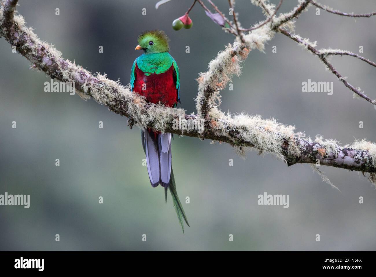 Male Resplendent Quetzal (Pharomachrus mocinno) in cloud forest. Los ...