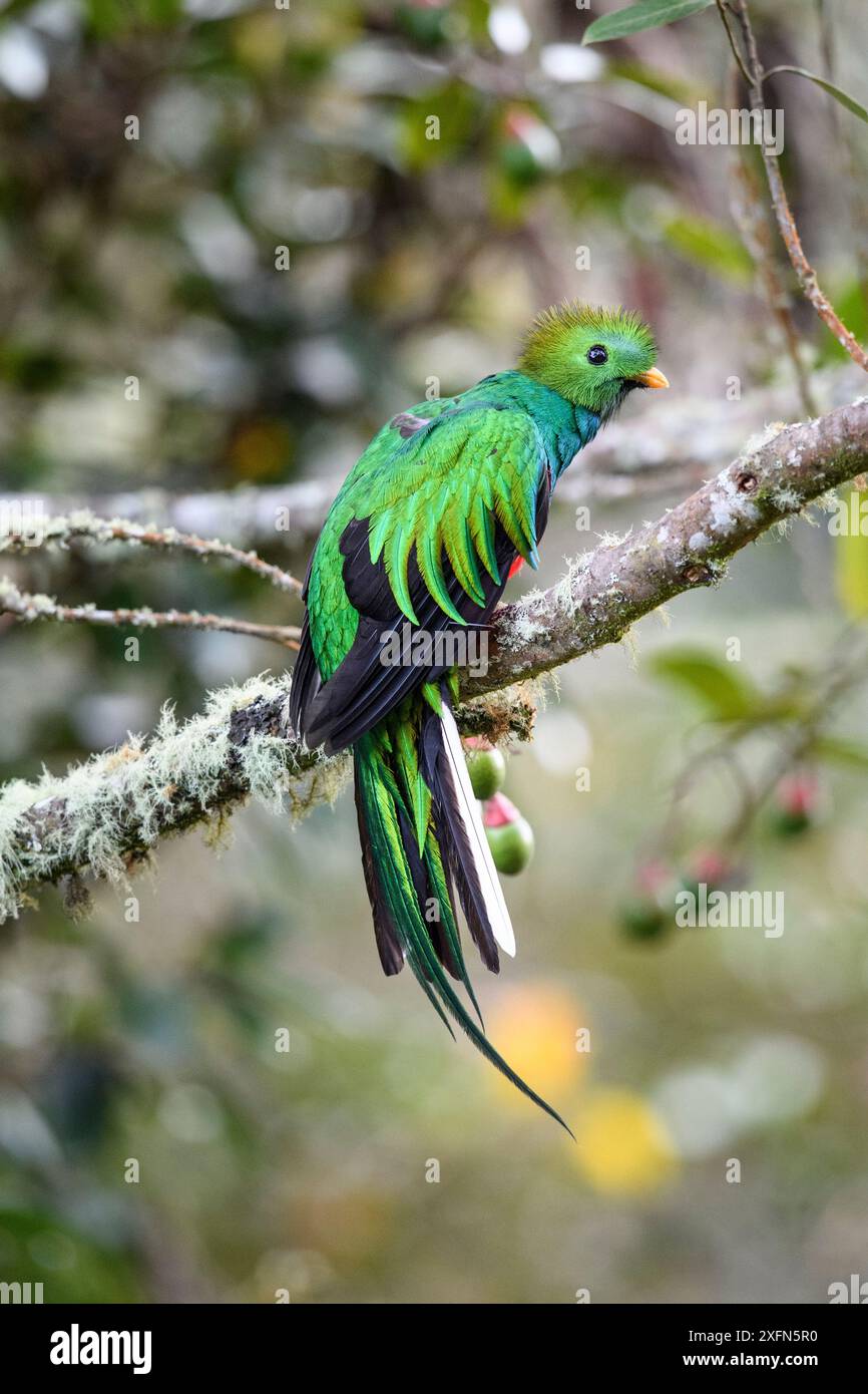 Male Resplendent Quetzal (Pharomachrus mocinno) in cloud forest. Los ...