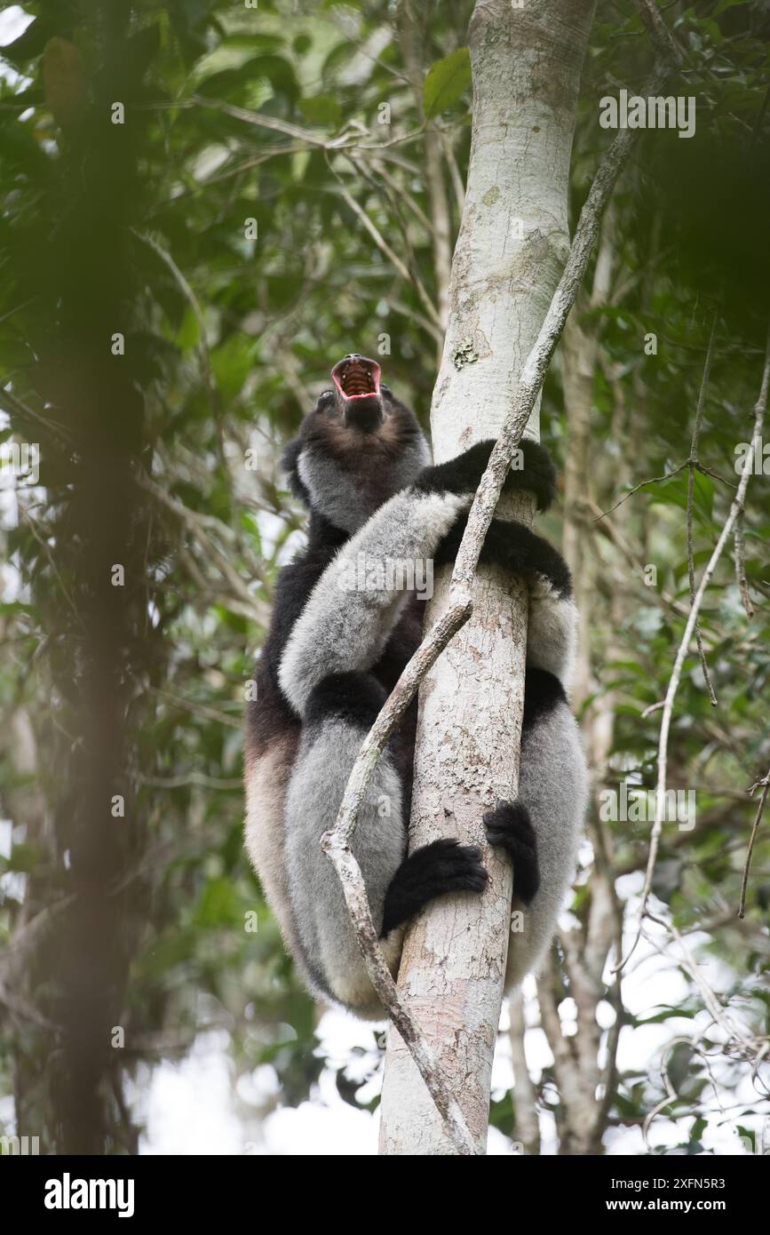 Indri (Indri indri) calling. Mitsinjo Reserve, Andasibe-Mantadia ...