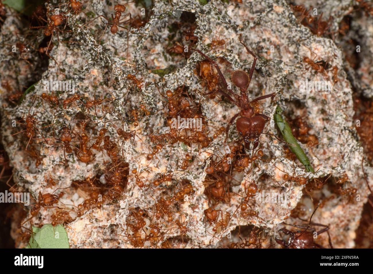 Inside the colony of Leaf-cutter Ants (genus Atta or Acromyrmex ...