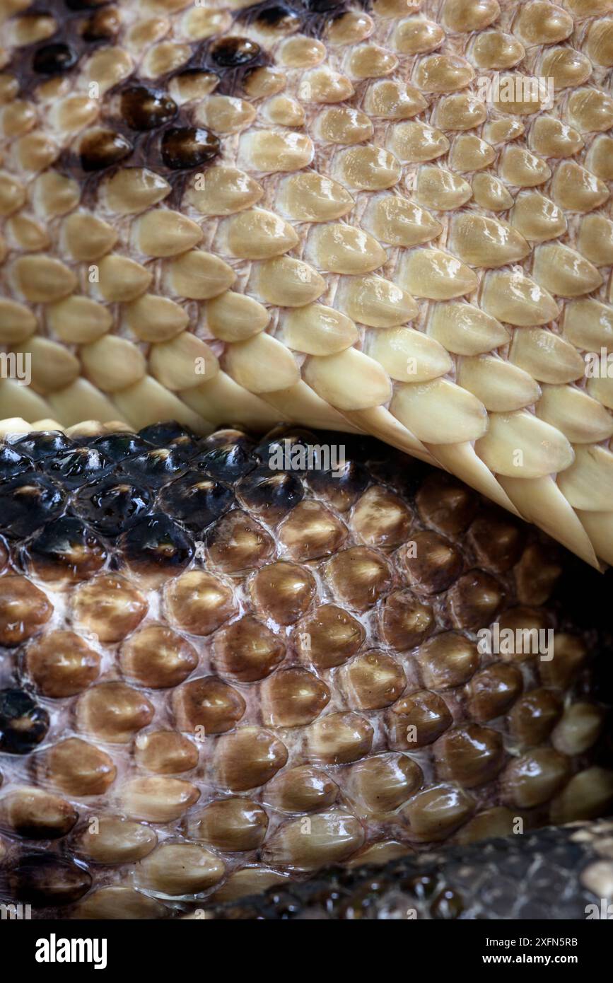Close up of skin / scales of highly venomous Central American ...