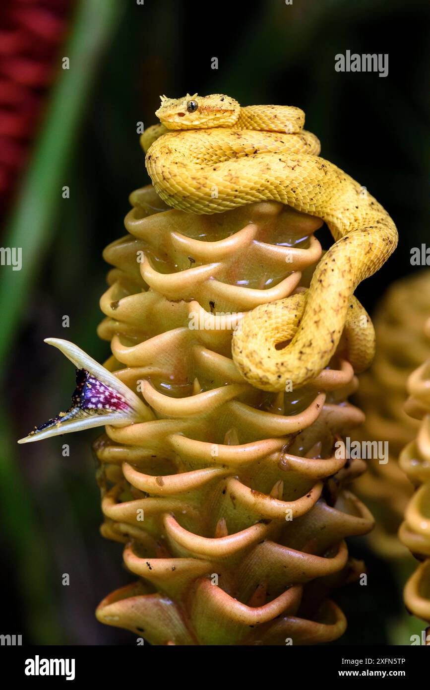 Eyelash pit viper (Bothriechis schlegelii) (Viperidae: Crotalinae ...