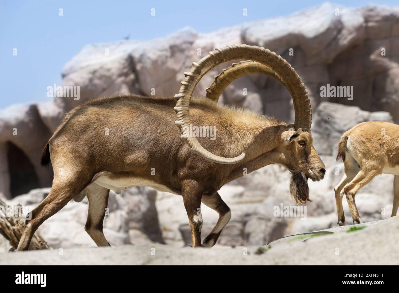 Male Nubian Ibex (Capra nubiana) at the Arabian Wildlife Centre captive ...