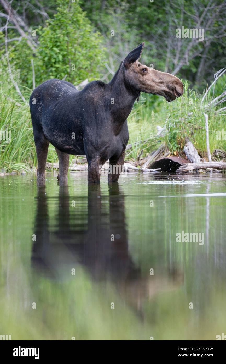 Female North American Moose (Alces alces) feeding in shallow pond ...