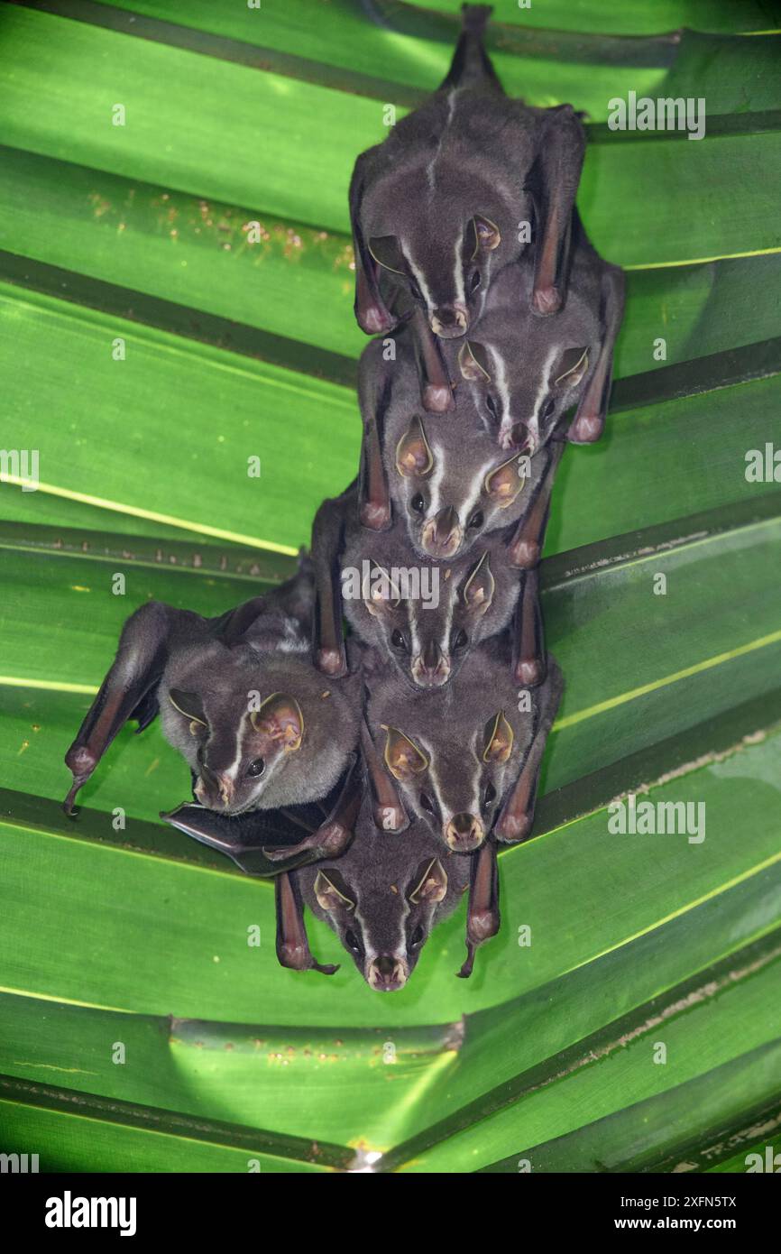 Common Tent-making Bats (Uroderma bilobatum) roosting beneath palm leaf ...