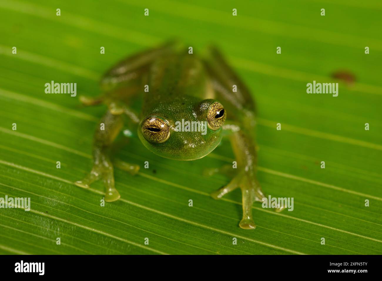 Emerald Glass Frog (Centrolenella proseblepan) on leaf. Mid-altitude ...