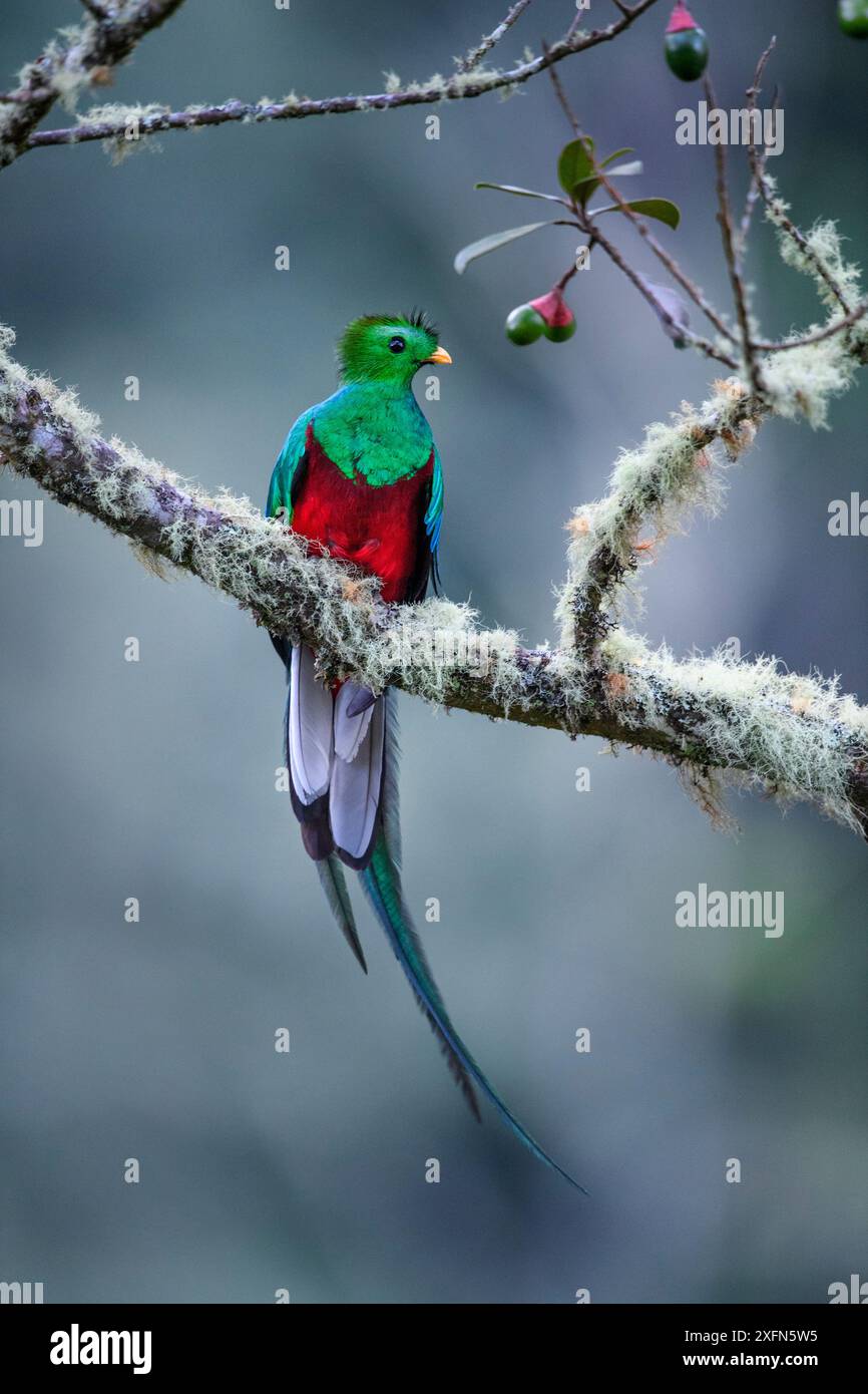 Male Resplendent Quetzal (Pharomachrus mocinno) in cloud forest. Los ...