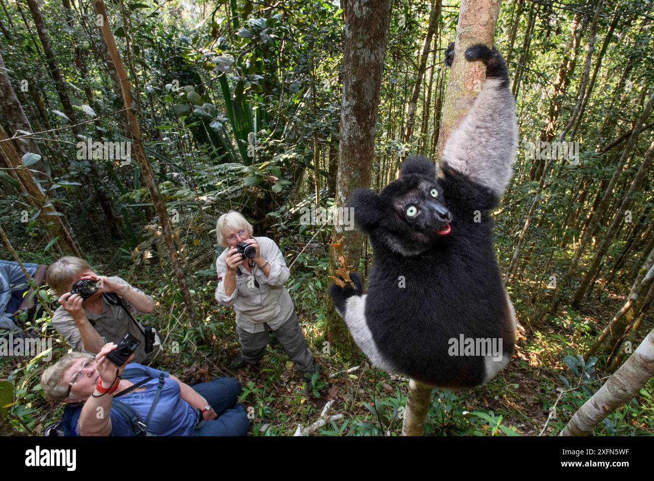 Male Indri (Indri indri) watched by tourists, feeding in forest ...