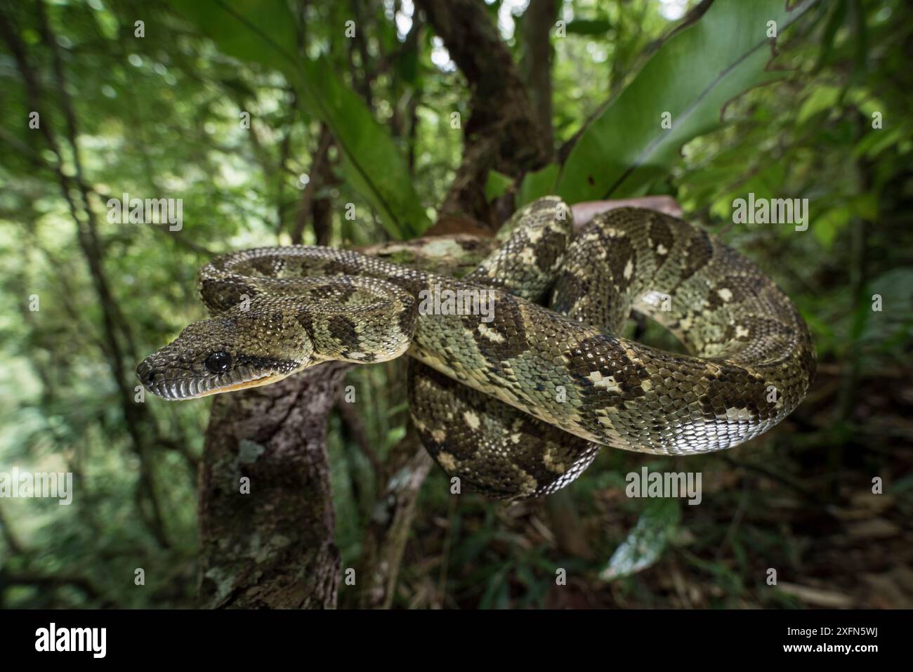 Malagasy tree boas hi-res stock photography and images - Alamy