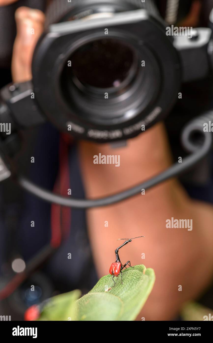 Photographing a male Giraffe-necked Weevil (Trachelophorus giraffa ...