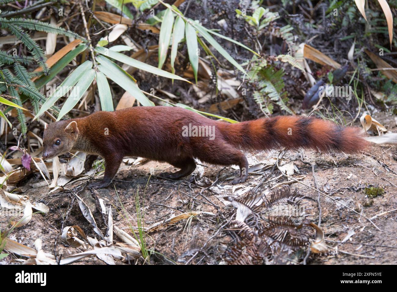 East african endemic mammals hi-res stock photography and images - Alamy
