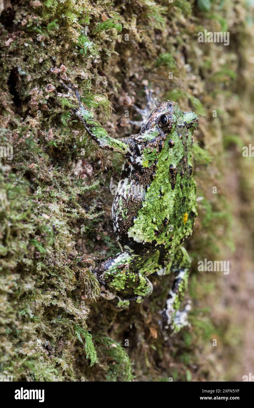 Burrowing frog hi-res stock photography and images - Alamy