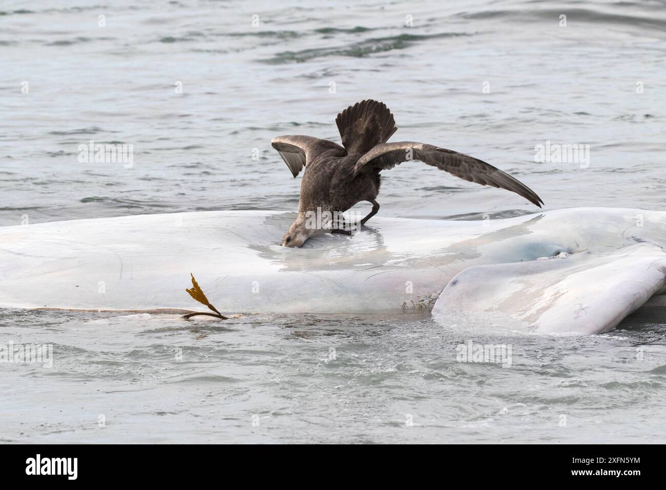 Southern giant petrel (Macronectes giganteus) feeding on dead Killer ...