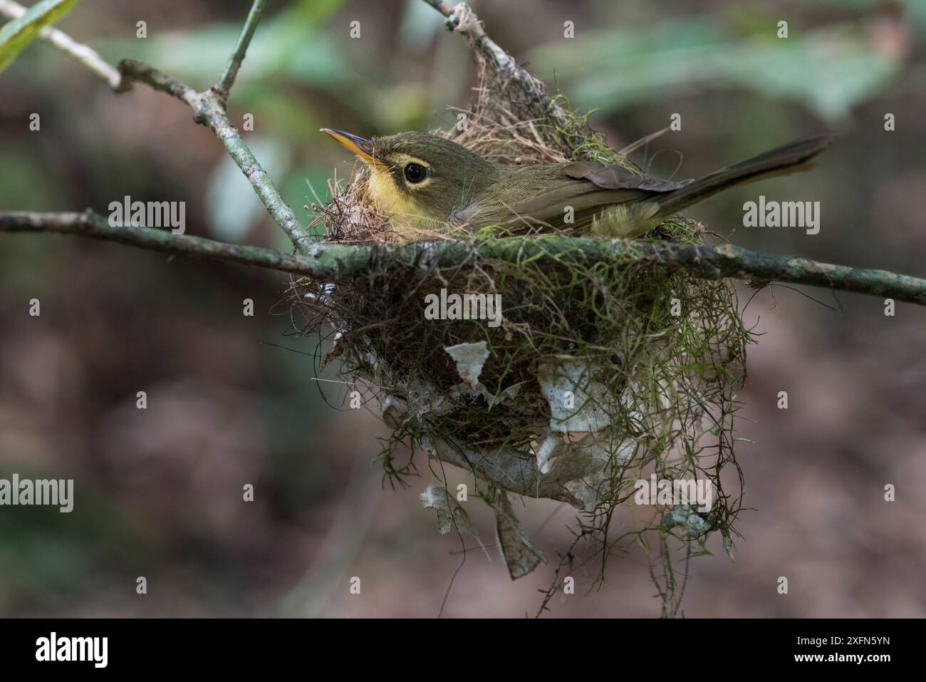 Spectacled Tetraka (Xanthomixis zosterops) incubating eggs on nest in rainforest understorey ...