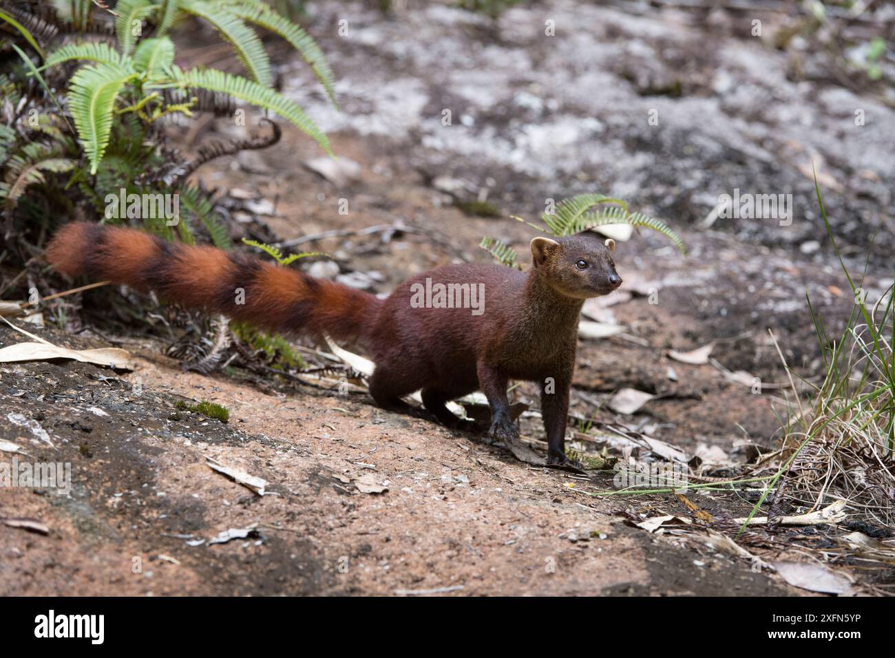 Eastern Ring-tailed Vontsira (formerly Ring-tailed Mongoose)(Galidia ...