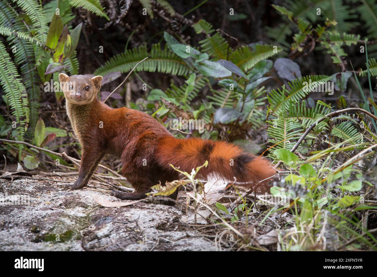 Eastern Ring-tailed Vontsira (Galidia elegans elegans) (endemic family ...