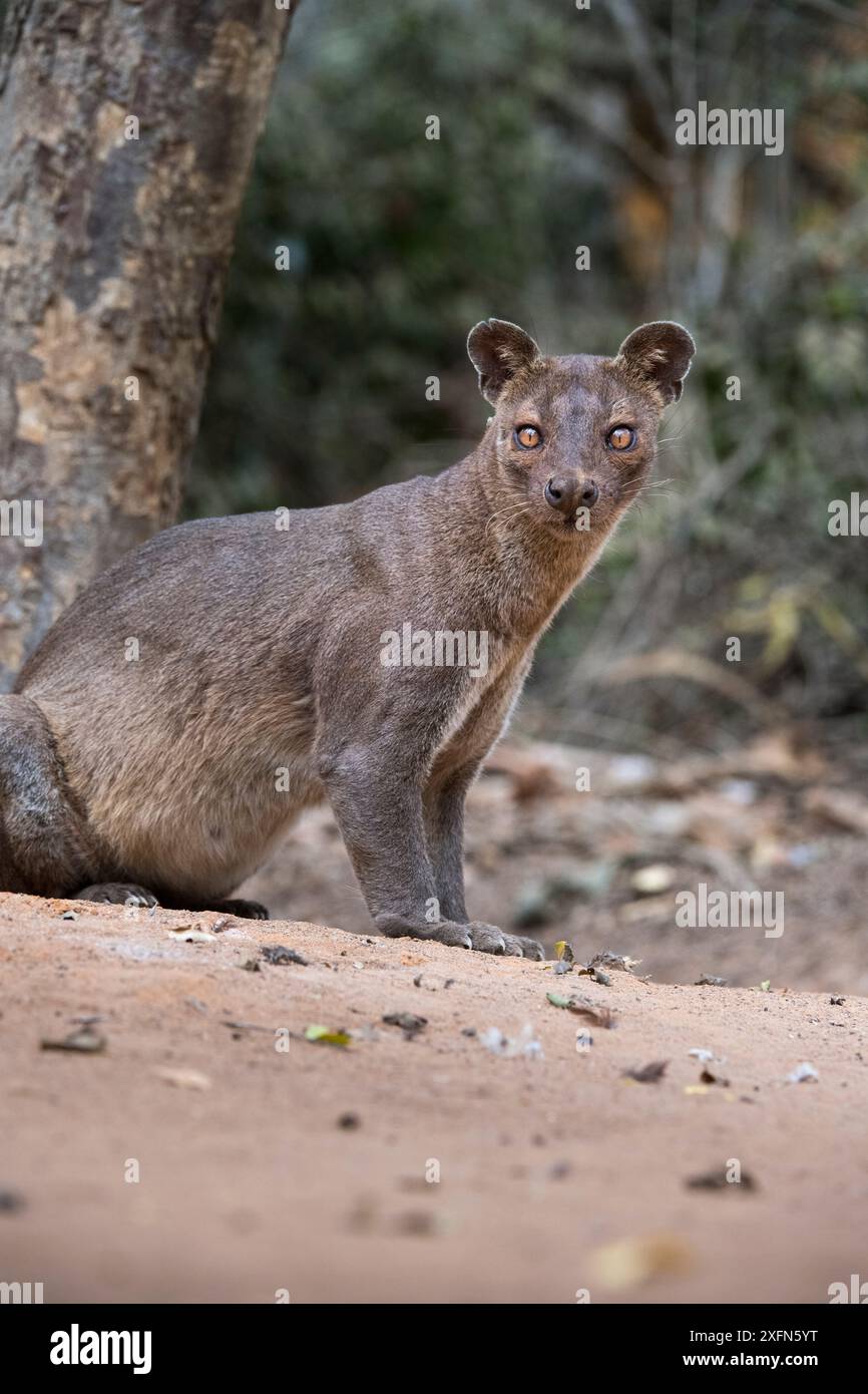Adult female Fosa (Cryptoprocta ferox) (sometimes incorrectly Fossa) on ...