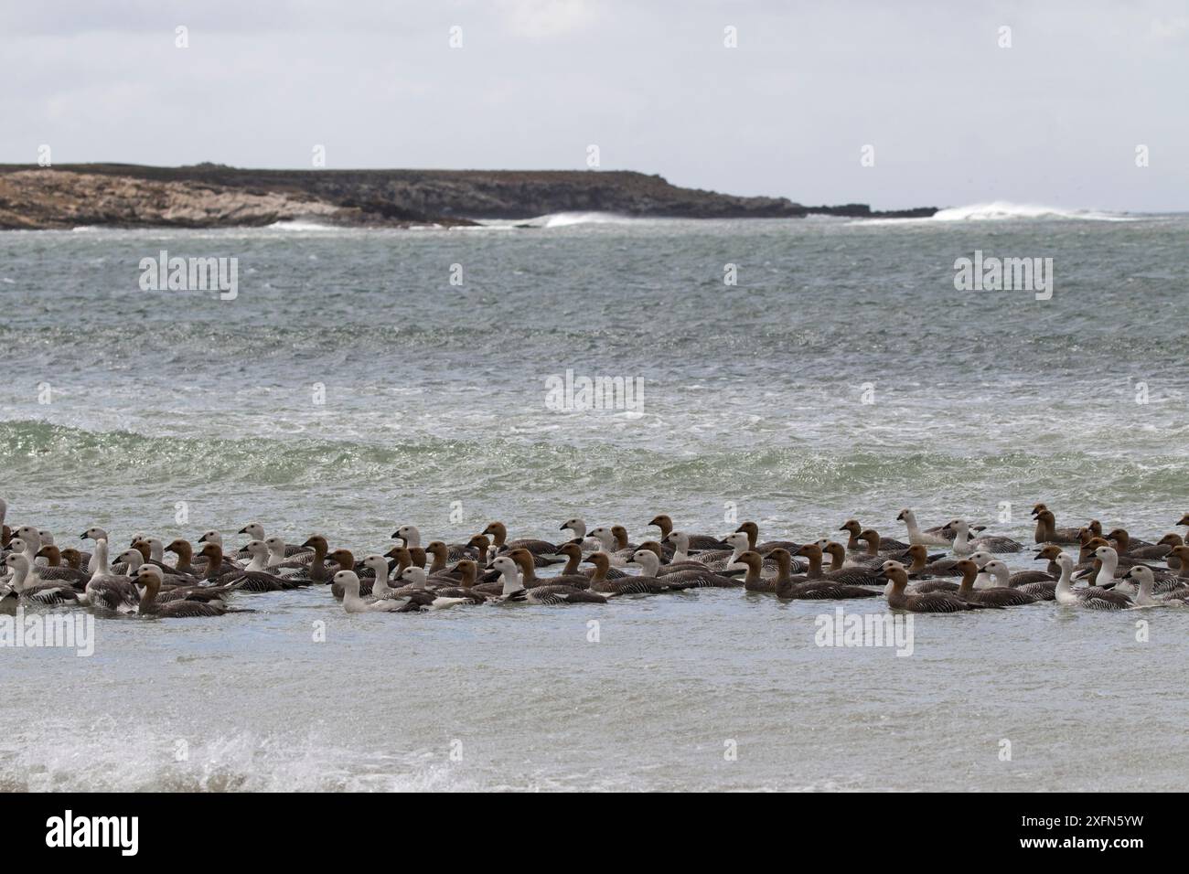 Upland goose (Chloephaga picta leucoptera) flock at edge of the sea ...