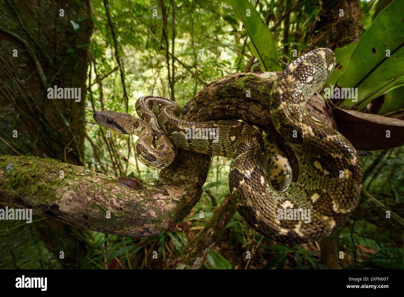 Madagascar Tree Boa (Sanzinia madagascariensis) coiled in forest ...