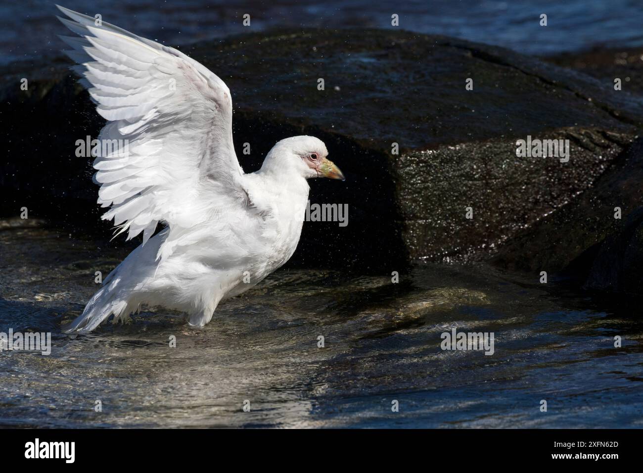 Pale-faced sheathbill (Chionis albus) flapping wings after bathing in a ...