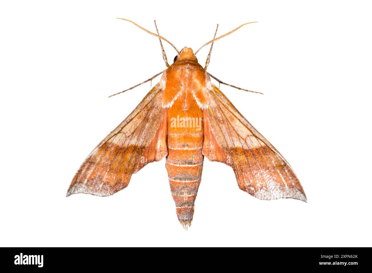Azalea moth Cut Out Stock Images & Pictures - Alamy