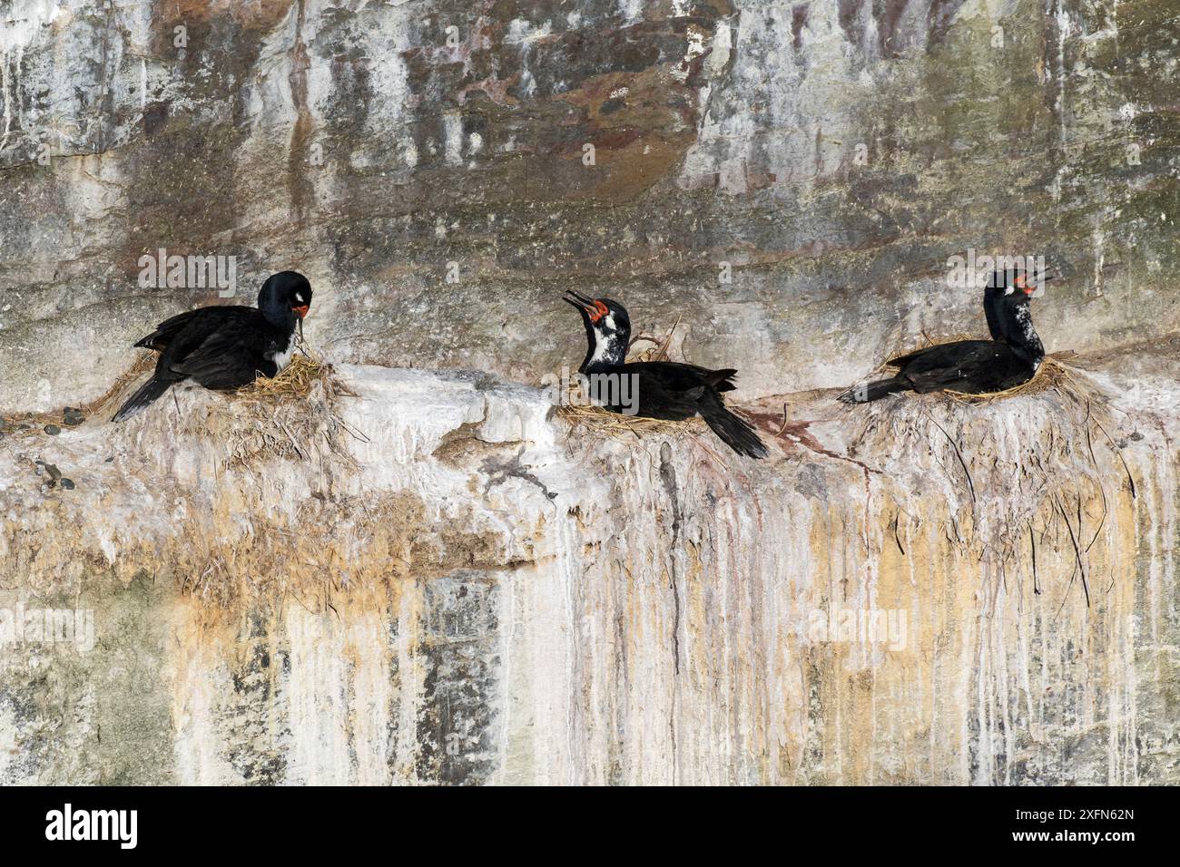Rock shag (Phalacrocorax magellanicus) at nesting colony on cliff face ...