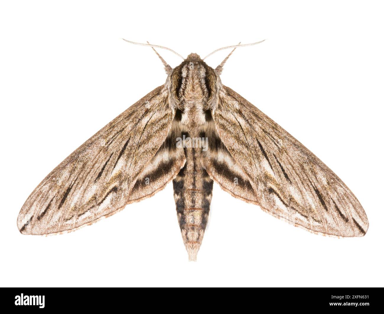 Canadian sphinx moth (Sphinx canadensis) photographed on white ...