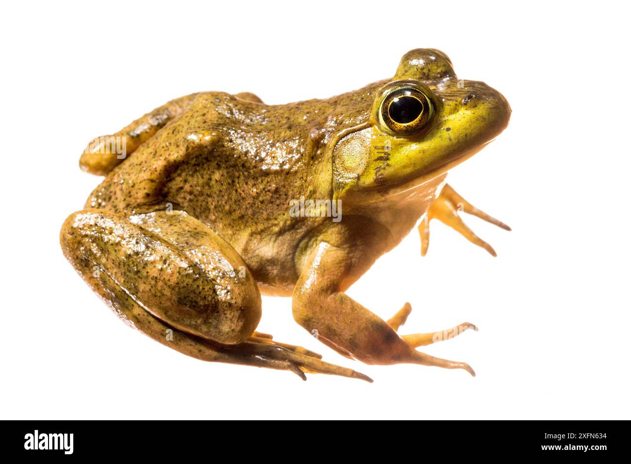 Bullfrog (Rana catesbeiana) photographed on white background, New ...
