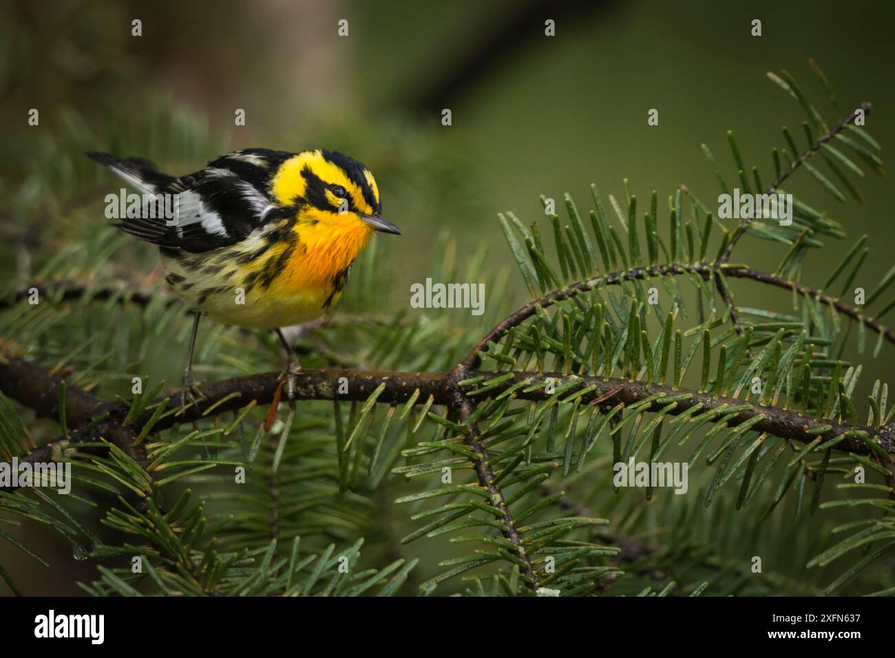 Warblers blackburnian hi-res stock photography and images - Alamy