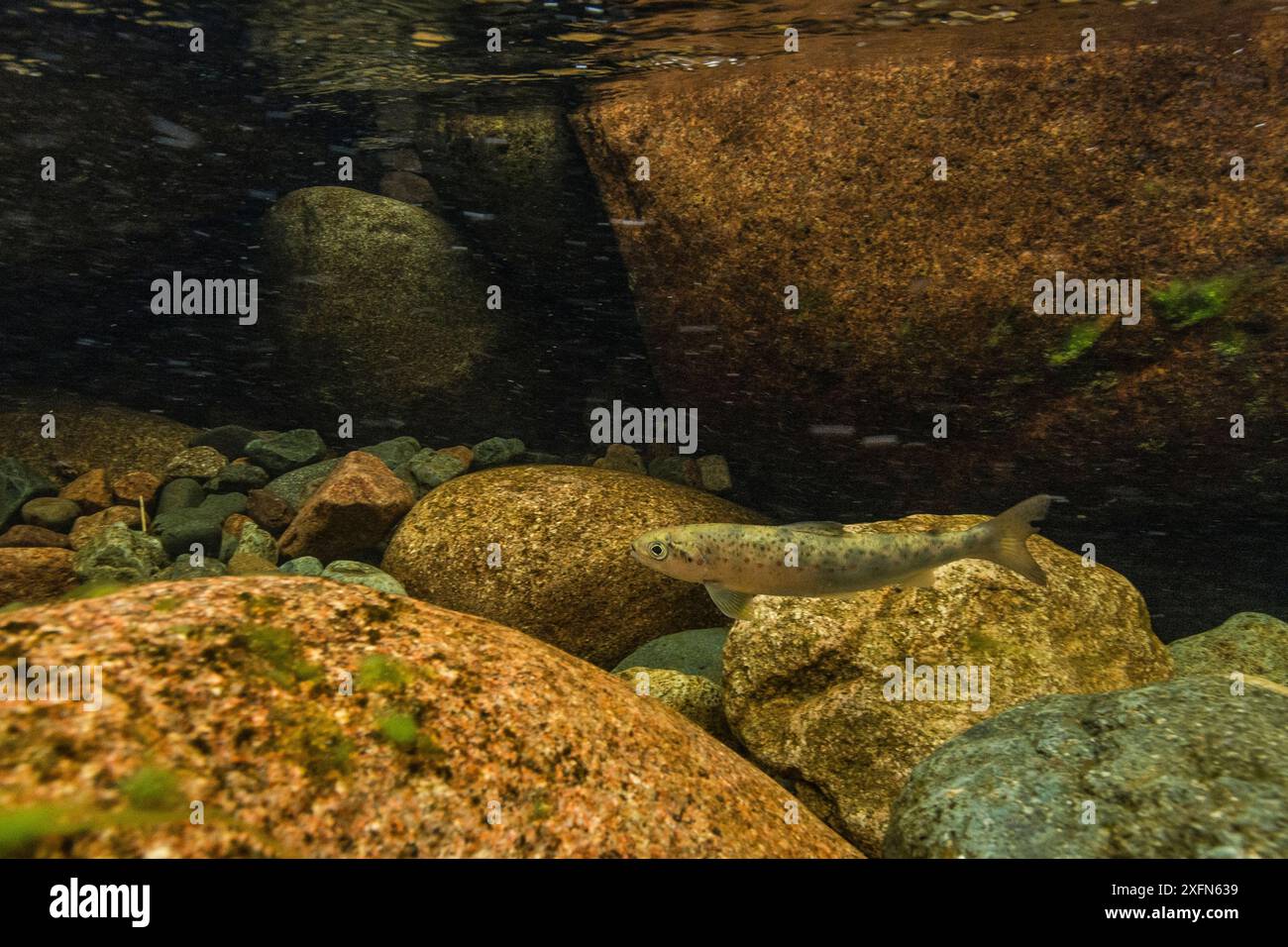 Fish swimming against the current hi-res stock photography and images ...