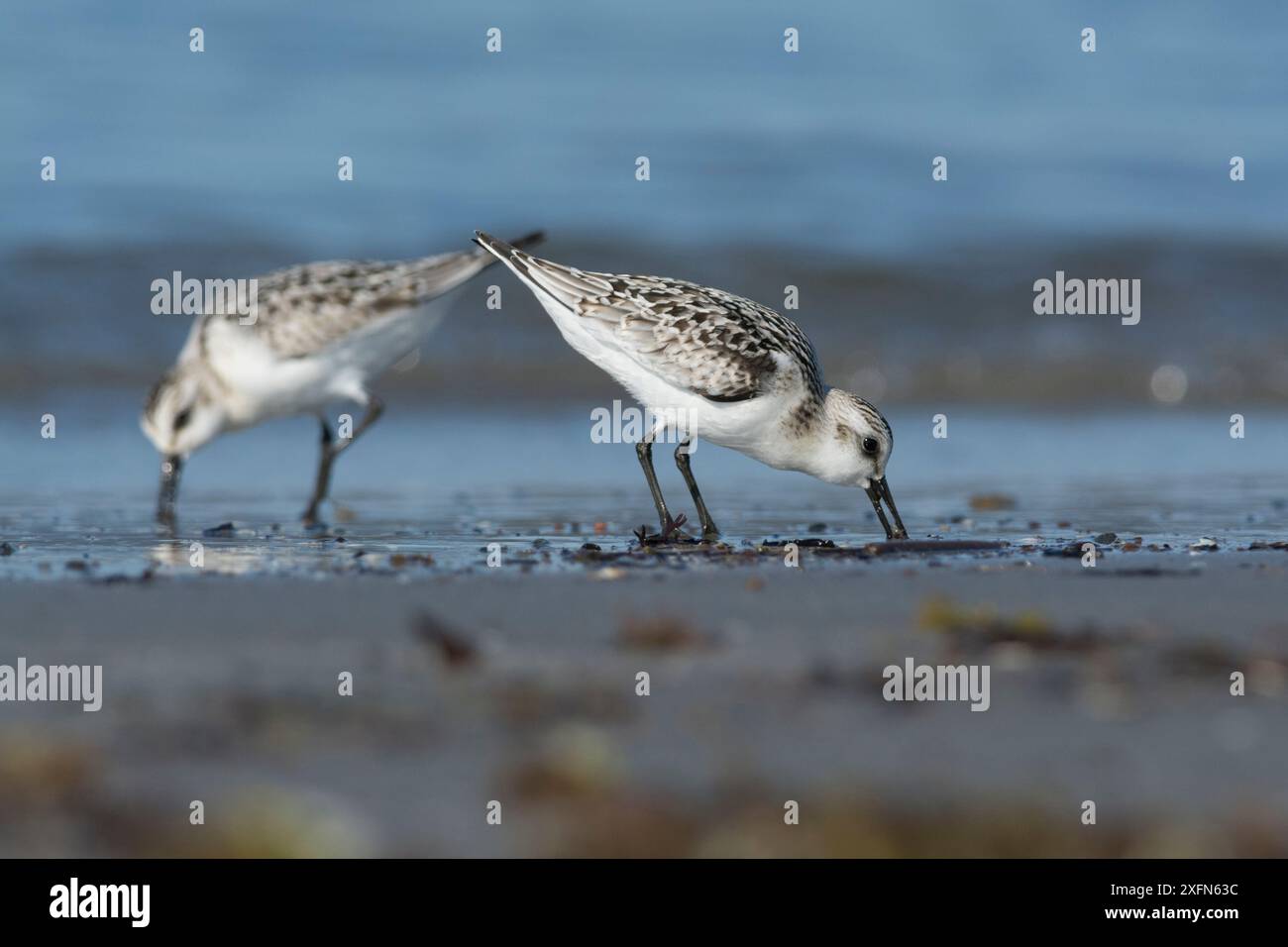 Sanderlings (Calidris alba) feeding on the beach at Clam Harbour ...