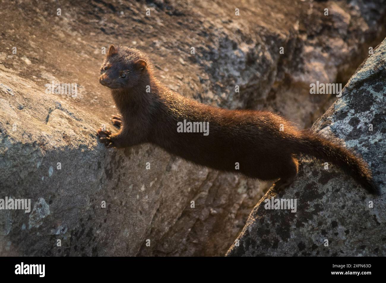 Minks nova scotia hi-res stock photography and images - Alamy
